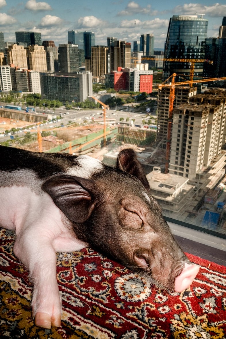 Feng Li, Pig (2023) | Dazed