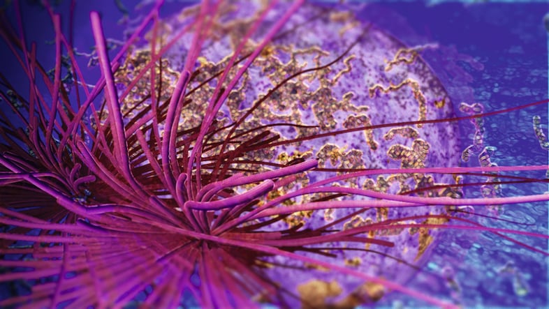 Drew Berry's Bio-Animations | Dazed