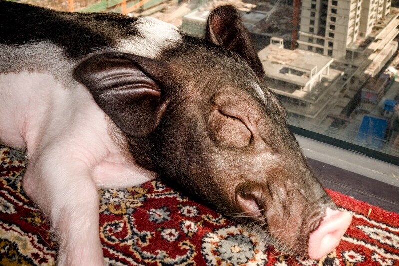 Feng Li, Pig (2023) | Dazed