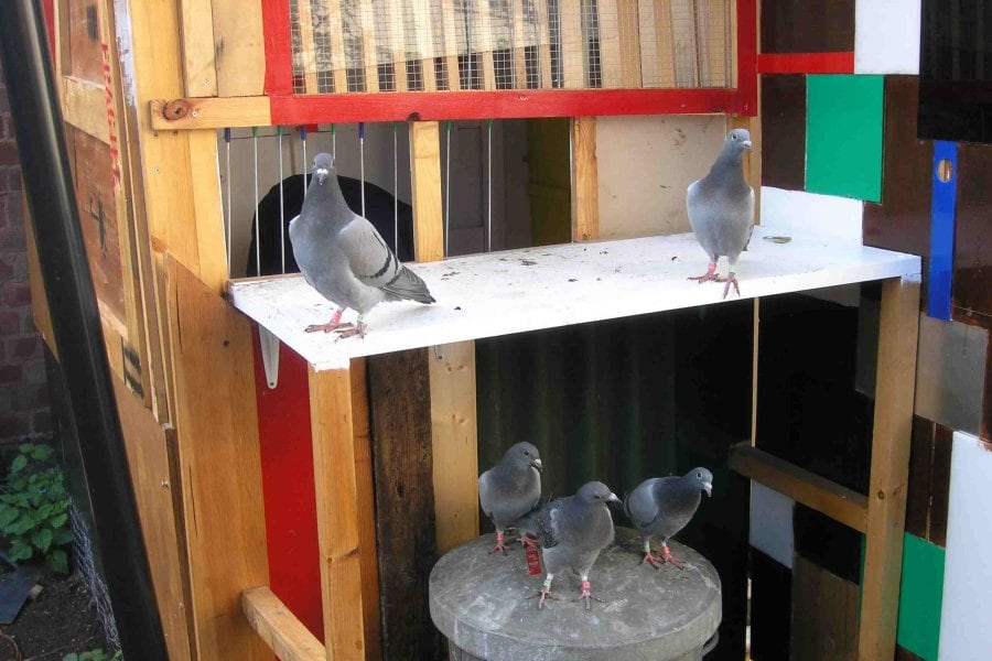 Project Pigeon | Dazed