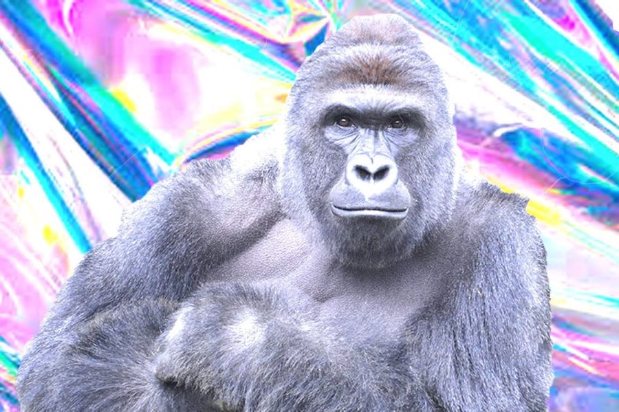 A music festival is resurrecting Harambe in hologram form | Dazed