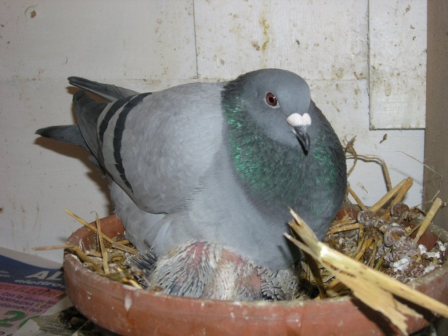 Project Pigeon | Dazed