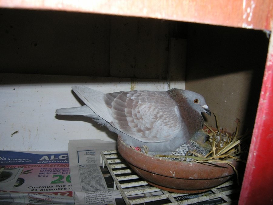 Project Pigeon | Dazed