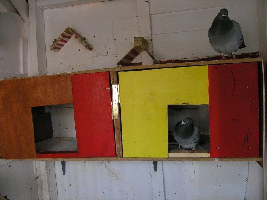 Project Pigeon | Dazed