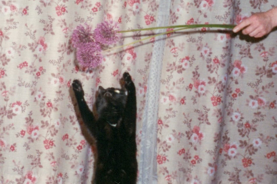 This uncanny photo series explores the feline gaze | Dazed